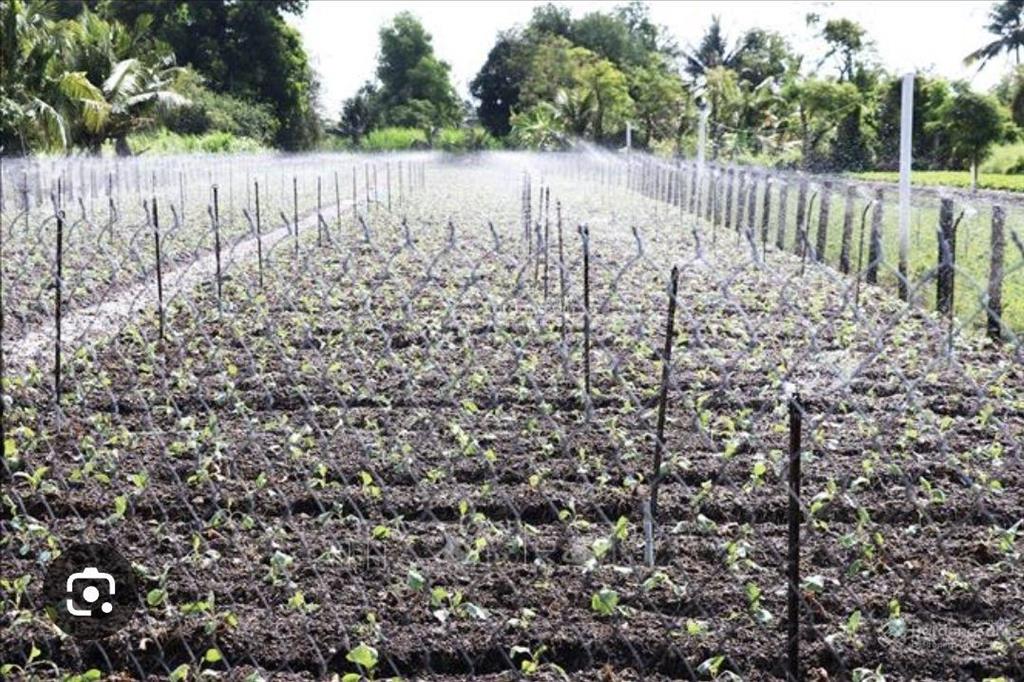 Bán đất trồng rau 2000m2 tại xã bình ân, gò công đông, tiền giang, giá ...